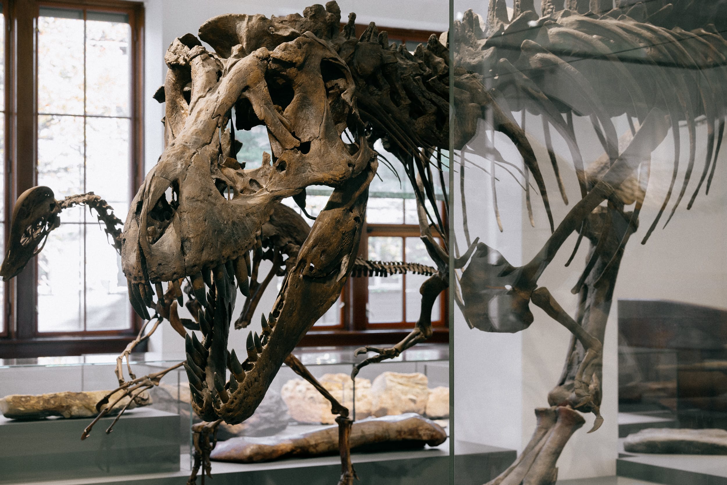 ABRAKADABRA — Bleed / Naturhistorisk museum